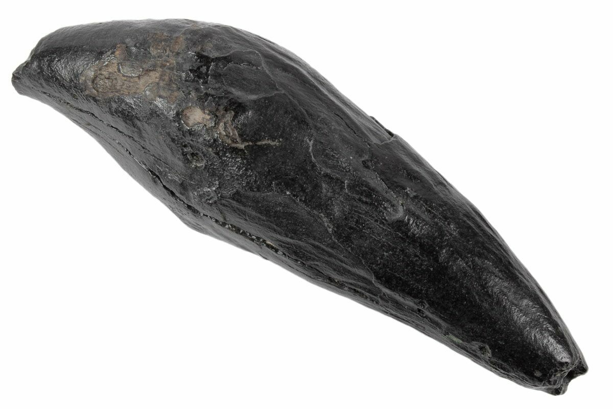 Huge, 6.3" Fossil Sperm Whale (Scaldicetus) Tooth - South Carolina ...