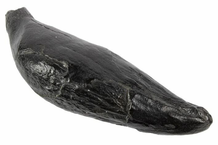 5.7" Fossil Sperm Whale (Scaldicetus) Tooth - South Carolina (#197062 ...