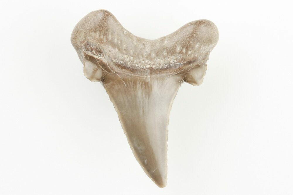 1.15" Fossil Mackerel Shark (Cardabiodon) Tooth - Kansas (#197365) For ...