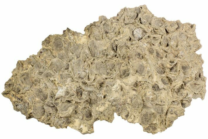 15.5" Cretaceous Rudist (Durania) Colony with Oysters - Kansas (#197350 ...