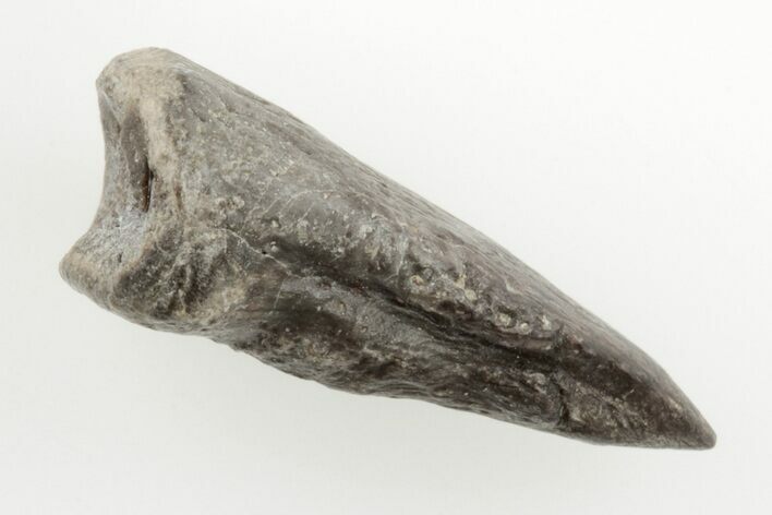.7" Permian Amphibian (Eryops) Fossil Claw - Texas (#197356) For Sale ...