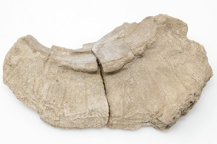 4.3" Cretaceous Rudist (Durania) - Kansas (#197690) For Sale ...