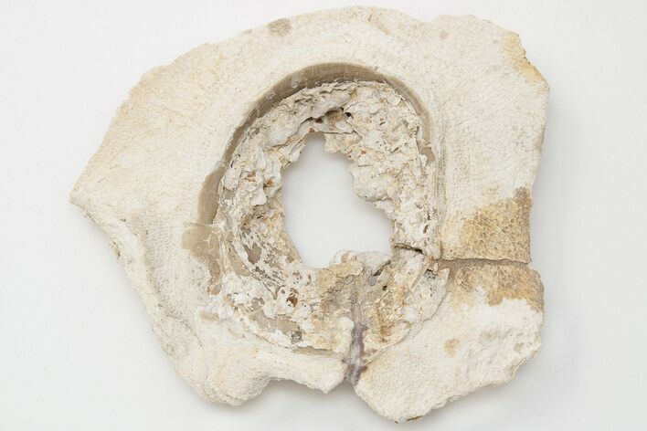 3.7" Cretaceous Rudist (Durania) - Kansas (#197692) For Sale ...