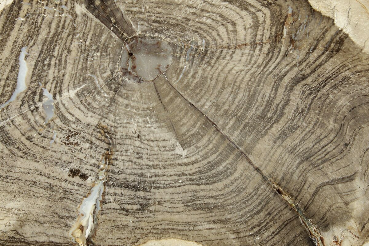 4.9" Devonian Petrified Wood From Oklahoma - Oldest True Wood (#198060 ...