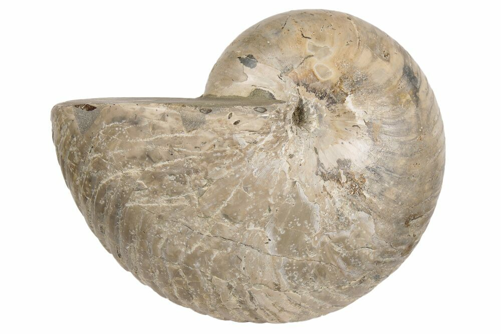 5" Fossil Nautilus (Cymatoceras) - Madagascar (#197174) For Sale ...