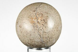 4" Polished, Agatized Dinosaur Bone (Gembone) Section (#94918) For Sale ...