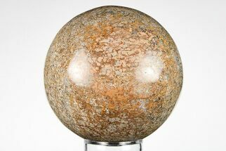 4" Polished, Agatized Dinosaur Bone (Gembone) Section (#94918) For Sale ...