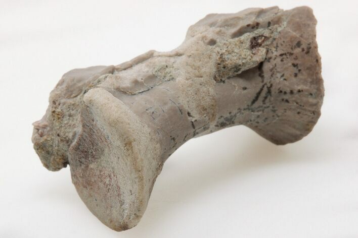.8" Triassic, Theropod Dinosaur (Coelophysis) Vertebra - Arizona ...