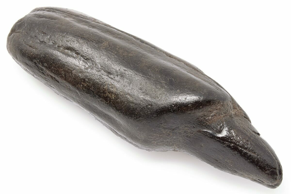 3.45" Fossil Sperm Whale (Scaldicetus) Tooth - South Carolina (#198794 ...