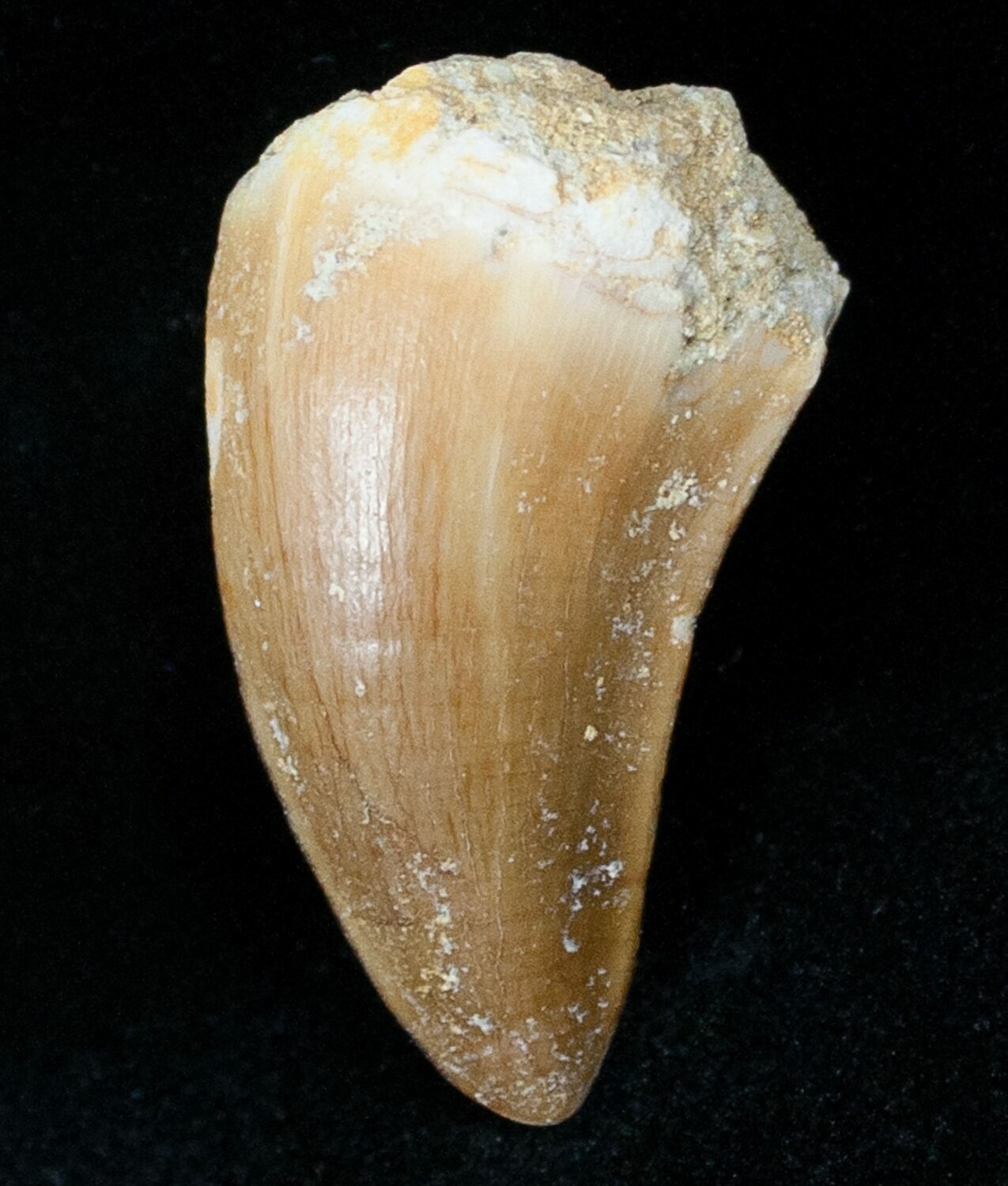 1.1" Mosasaur (Halisaurus Arambourgi) Tooth (#12449) For Sale ...