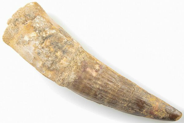 Spinosaurus Tooth Buyers Guide - FossilEra.com