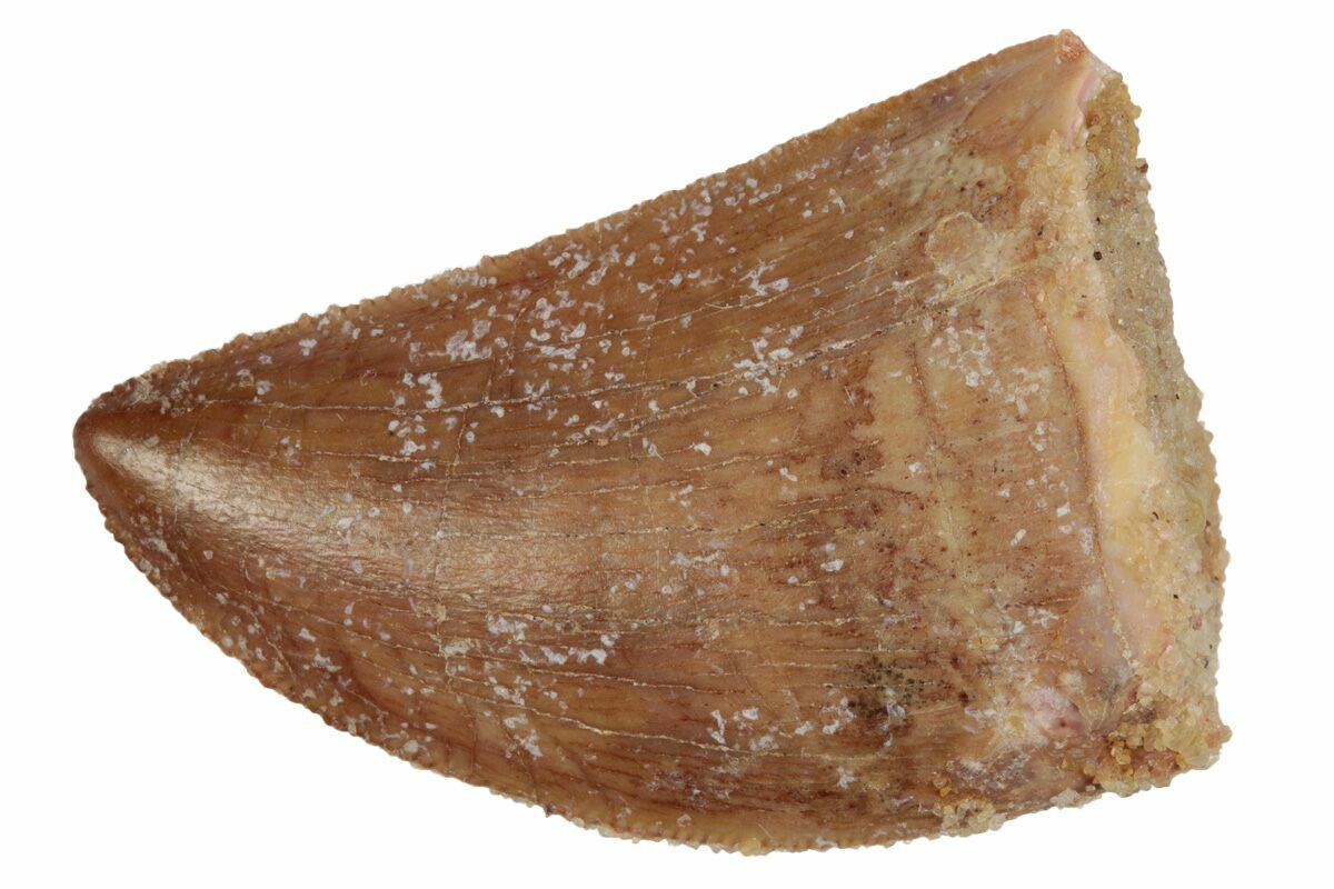Serrated, 1.18" Juvenile Carcharodontosaurus Tooth (#200753) For Sale ...