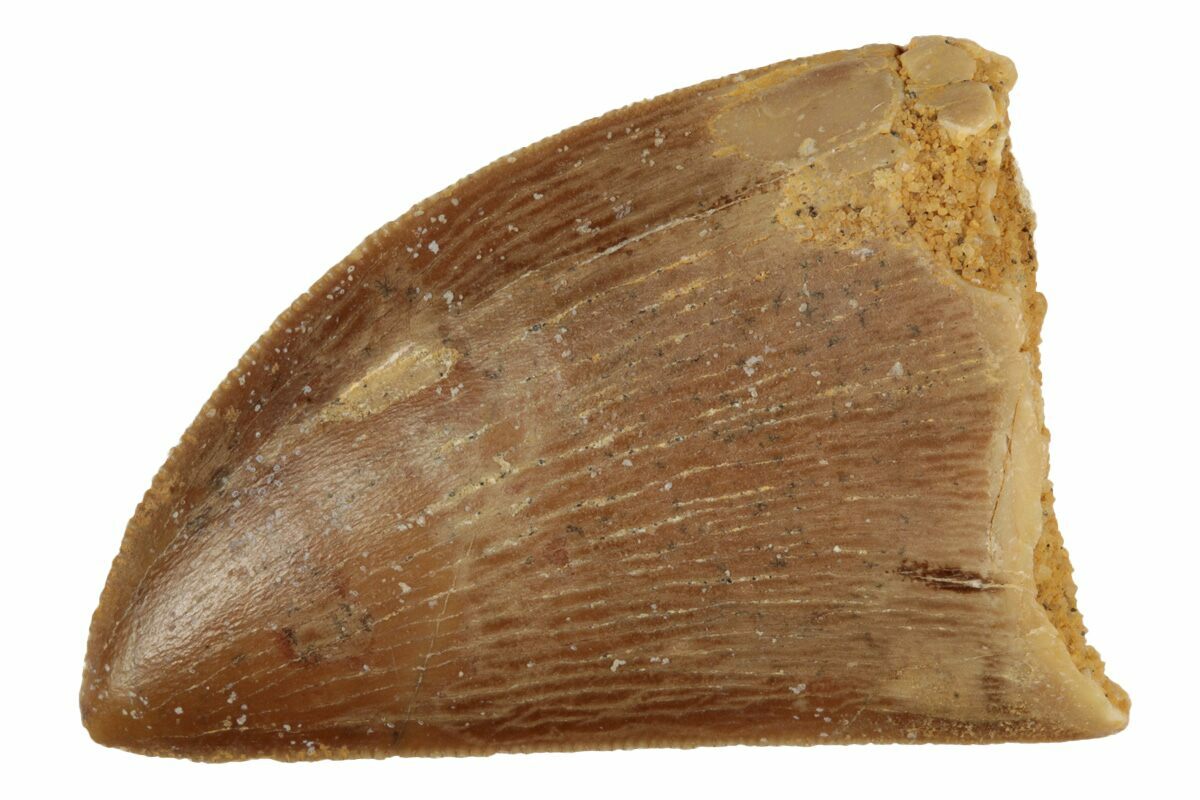 Serrated, 1.27" Juvenile Carcharodontosaurus Tooth (#200760) For Sale ...