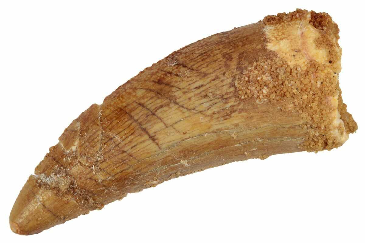 Serrated, 1.77" Juvenile Carcharodontosaurus Tooth (#200761) For Sale ...