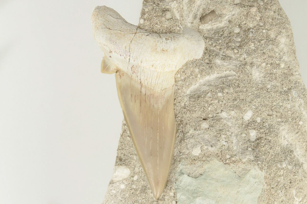 2.7" Otodus Shark Tooth Fossil in Rock - Huge Tooth! (#201143) For Sale ...