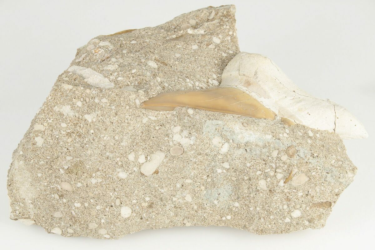 3.35" Otodus Shark Tooth Fossil in Rock - Huge Tooth! (#201147) For ...