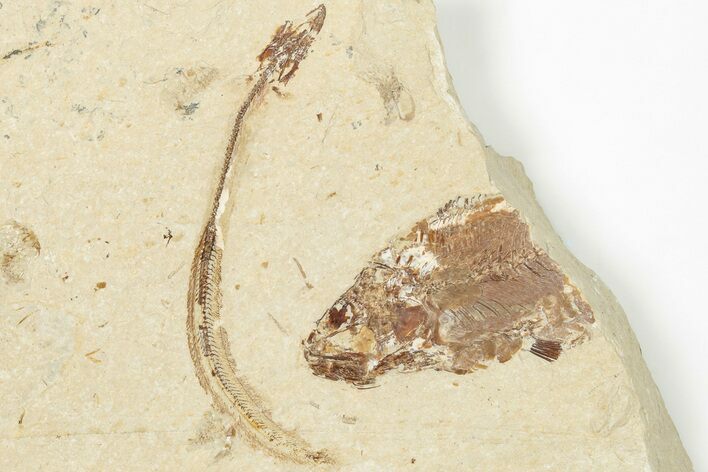 4.2" Cretaceous Eel (Enchelion) Fossil - Hjoula, Lebanon (#201355) For ...