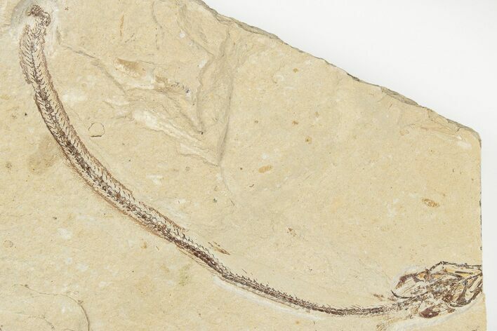 4.6" Cretaceous Eel (Enchelion) Fossil - Hakel, Lebanon (#202125) For ...