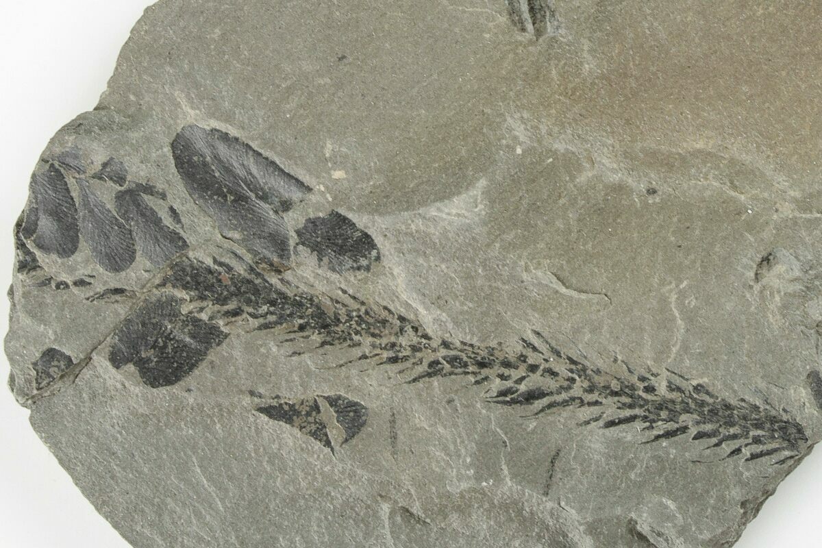 4.9" Pennsylvanian Fossil Flora (Neuropteris and Lepidodendron) Plate ...