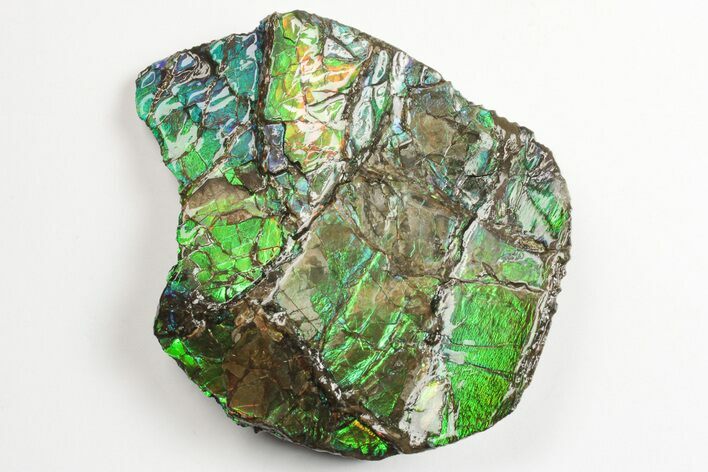 2.75" Emerald Green Ammolite (Fossil Ammonite Shell) - Alberta, Canada ...