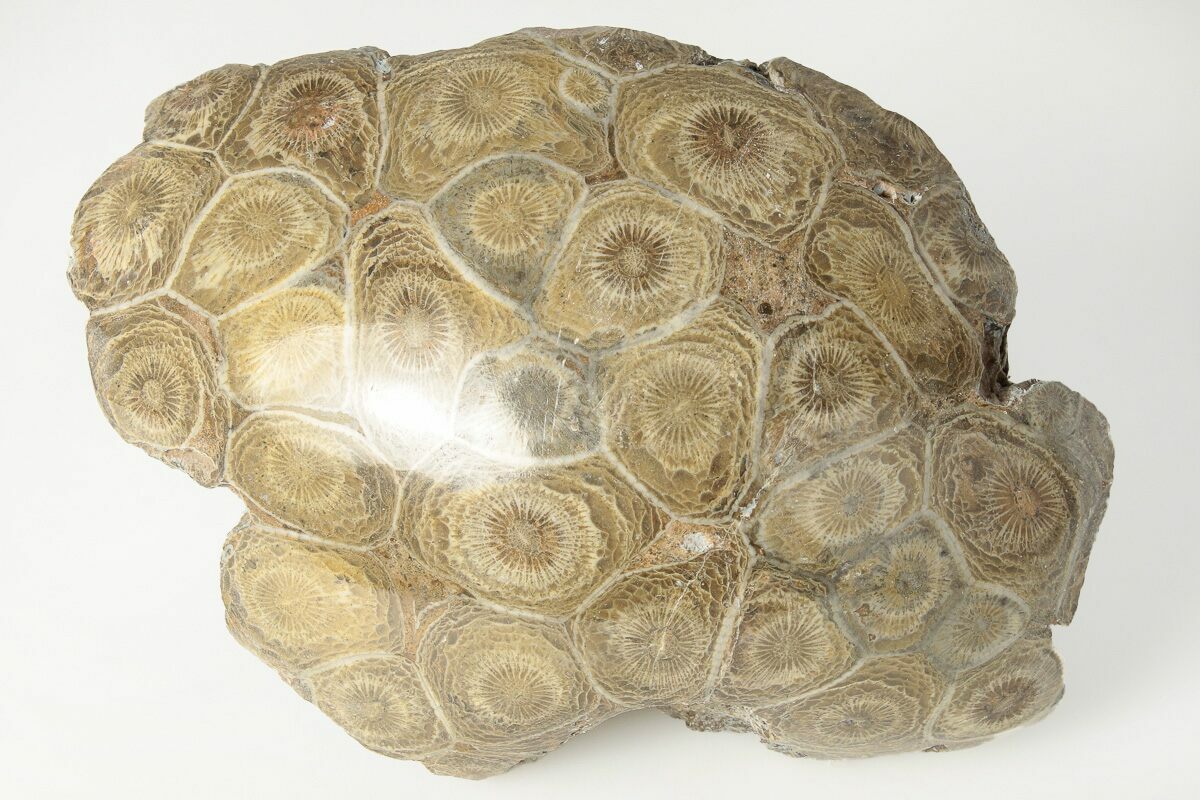 3.9" Polished Fossil Coral (Actinocyathus) Head - Morocco (#202504) For ...