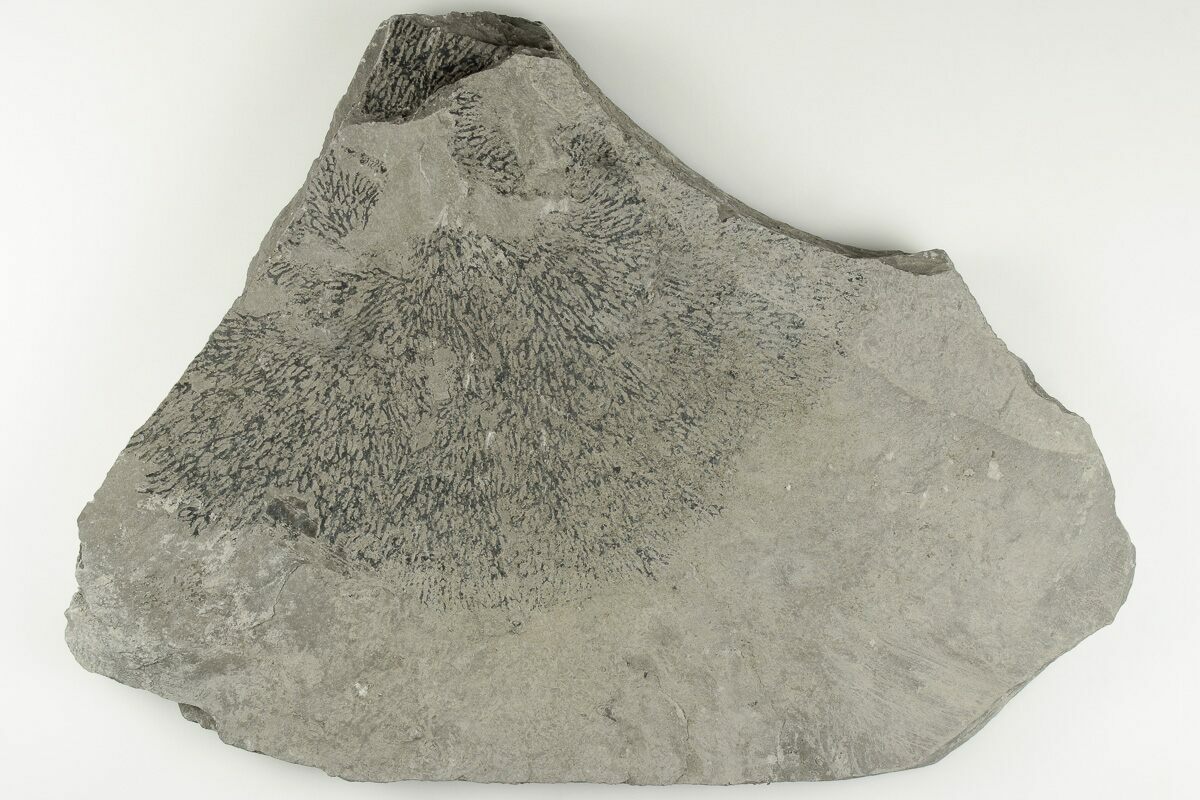 6.1" Graptolite (Desmograptus) Fossil - Rochester Shale, NY (#203268 ...
