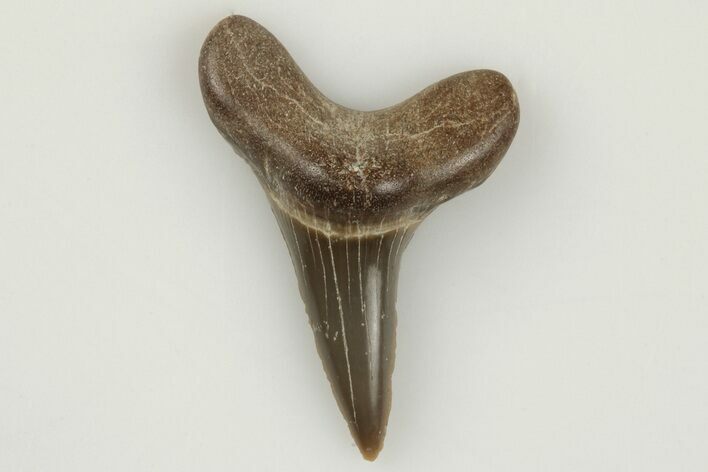 1" Fossil Shark (Cretodus) Tooth - Carlile Shale, Kansas (#203274) For ...