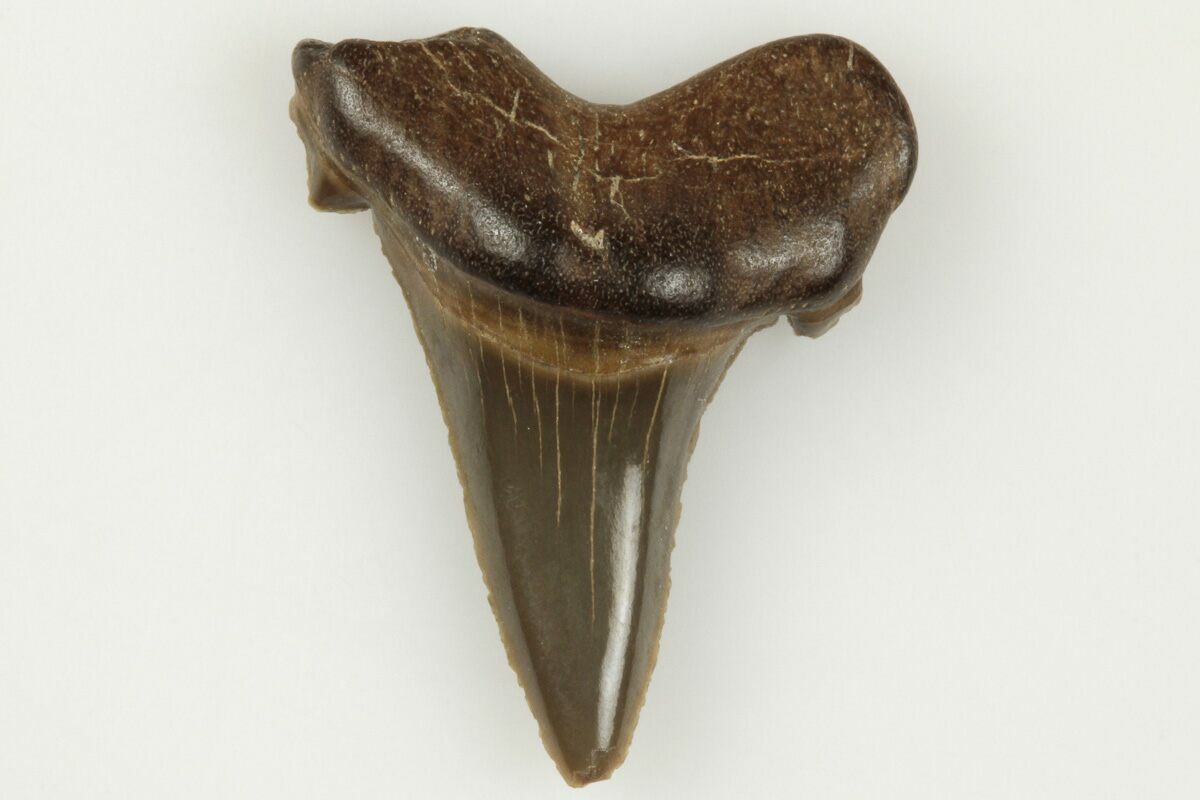 .77" Fossil Shark (Cretodus) Tooth - Carlile Shale, Kansas (#203280 ...