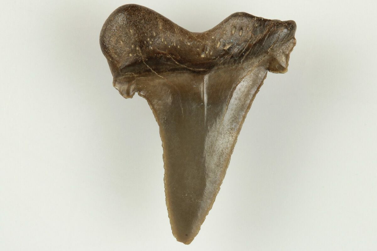 .77" Fossil Shark (Cretodus) Tooth - Carlile Shale, Kansas (#203280 ...