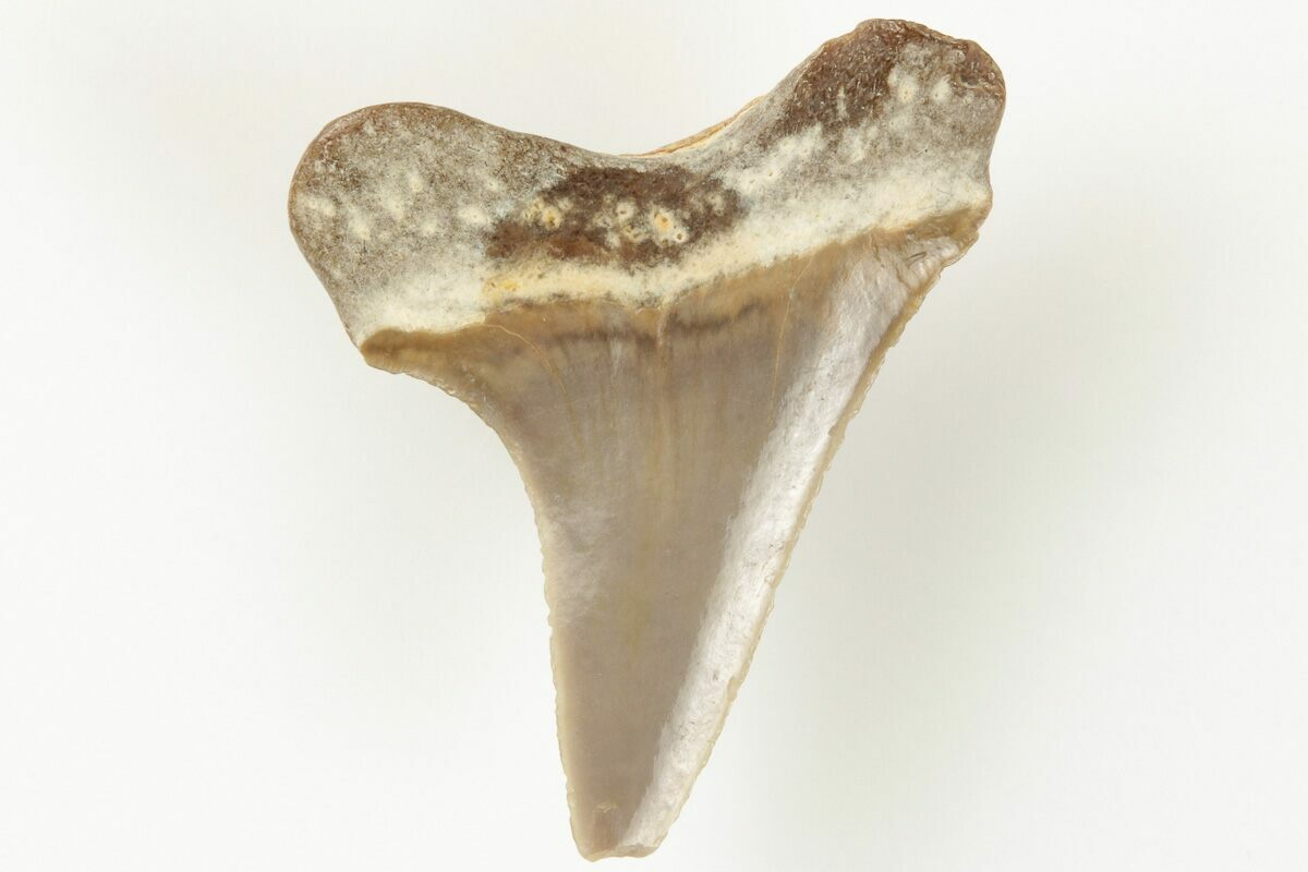 .8" Fossil Shark (Cretodus) Tooth - Carlile Shale, Kansas (#203291) For ...