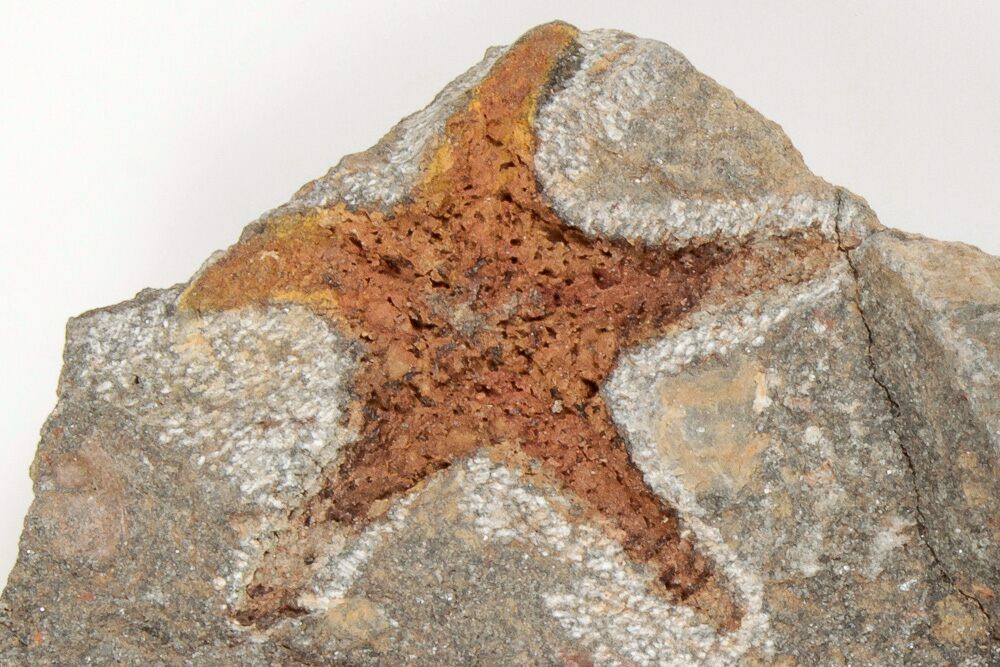 1.4" Ordovician Starfish (Petraster?) Fossil - Morocco (#203532) For ...