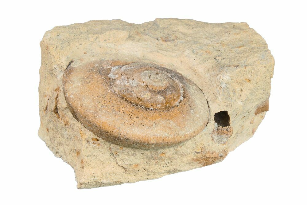 1.15" Ordovician Gastropod (Liospira) Fossil - Wisconsin (#203669) For ...