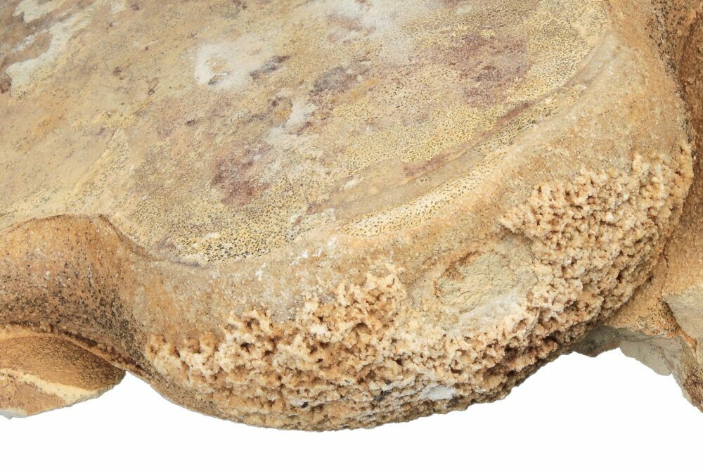4.2" Ordovician Cephalopod (Gonioceras) Section - Wisconsin (#203656 ...