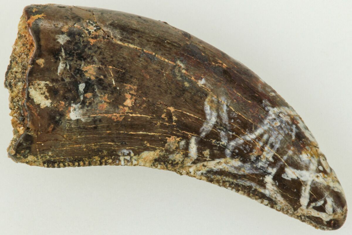 Serrated, .76" Tyrannosaur (Nanotyrannus?) Tooth - Montana (#204051 ...