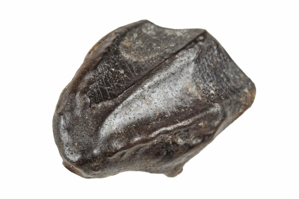 .41" Fossil Hadrosaur (Duck-Billed Dinosaur) Tooth - Montana (#204631 ...