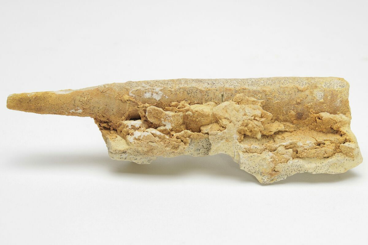 4.3" Ordovician Cephalopod (Actinoceras) Fossil - Wisconsin (#204203 ...