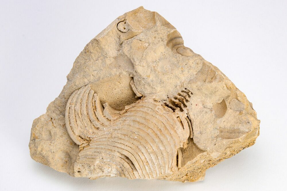 2.65" Ordovician Cephalopod (Gonioceras) Fossil - Wisconsin (#204191 ...