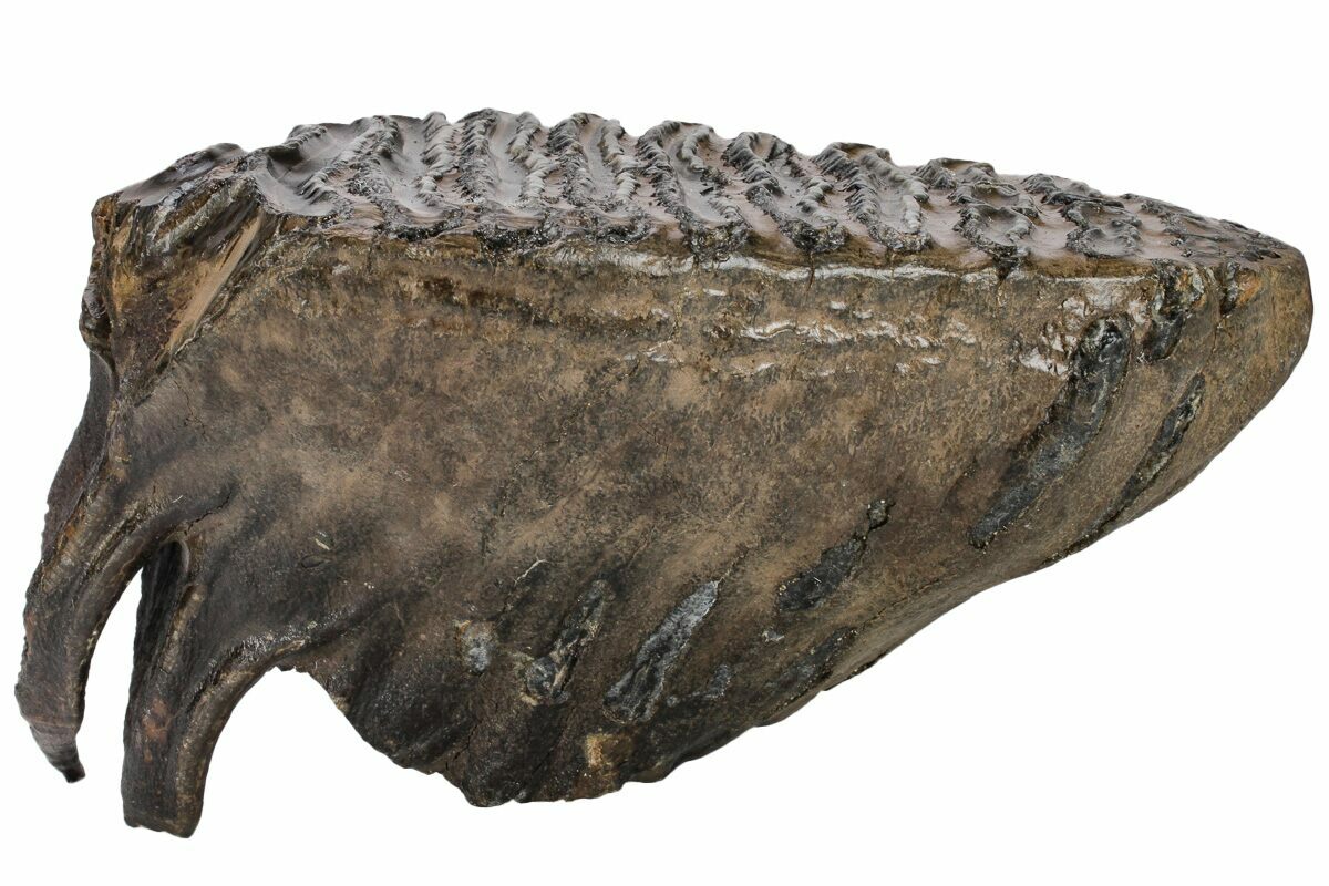 5.6" Lower Jaw, P4 Juvenile Mammoth Molar - Siberia (#206108) For Sale ...