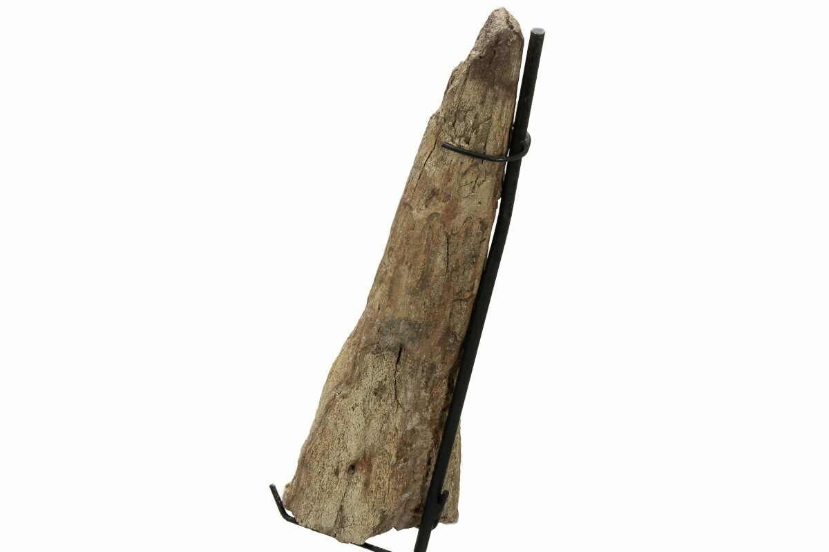 24.4" Fossil Triceratops Brow Horn - Montana (#206510) For Sale ...