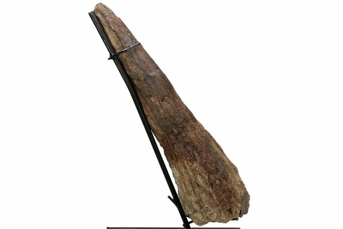24.4" Fossil Triceratops Brow Horn - Montana (#206510) For Sale ...