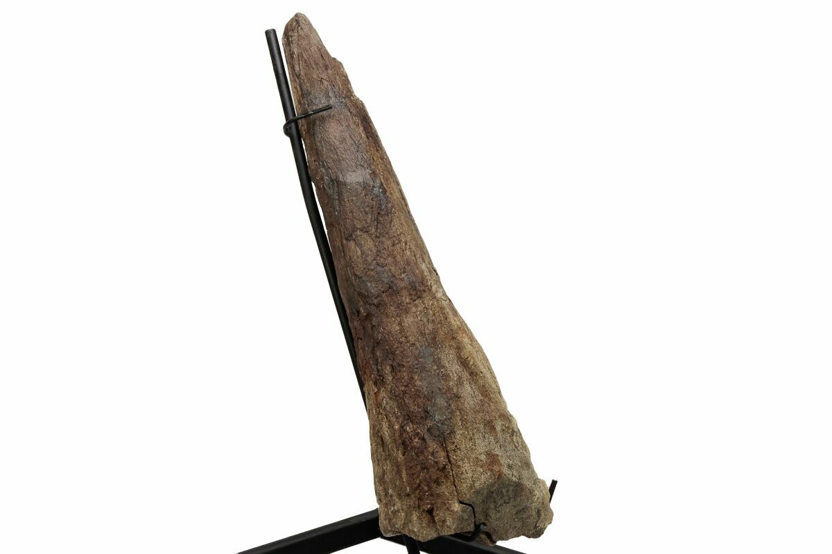 24.4" Fossil Triceratops Brow Horn - Montana (#206510) For Sale ...