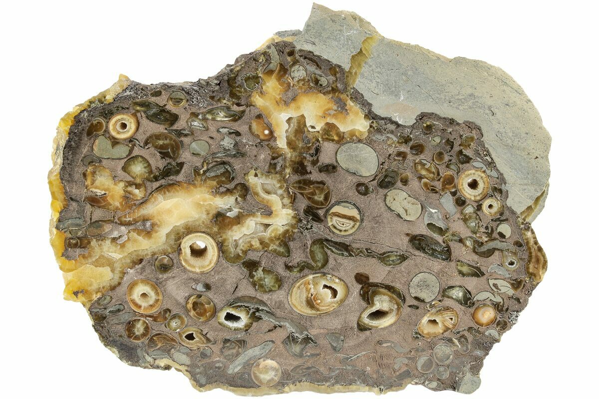 4.9" Polished Fossil Teredo (Shipworm Bored) Wood - England (#206448 ...