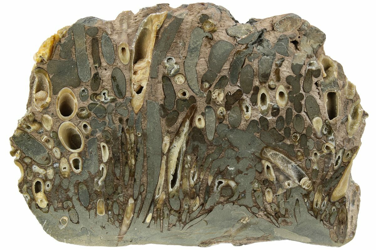 6.1" Polished Fossil Teredo (Shipworm Bored) Wood - England (#206451 ...