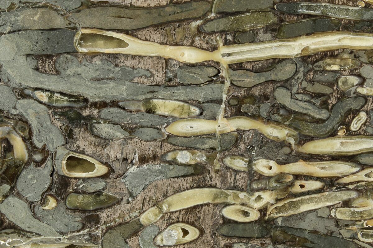 8.1" Polished Fossil Teredo (Shipworm Bored) Wood - England (#206453 ...