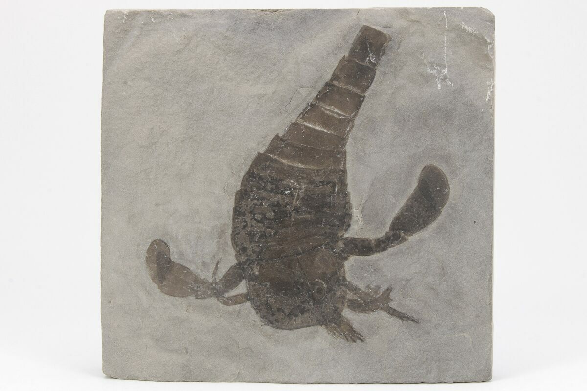 2.35" Eurypterus (Sea Scorpion) Fossil - New York (#206605) For Sale ...