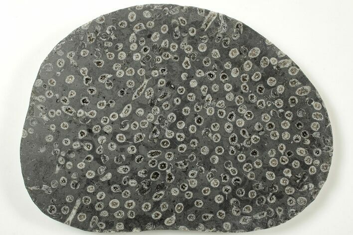 6.6" Polished Fossil Coral (Lithostrotion) - England (#207092) For Sale ...