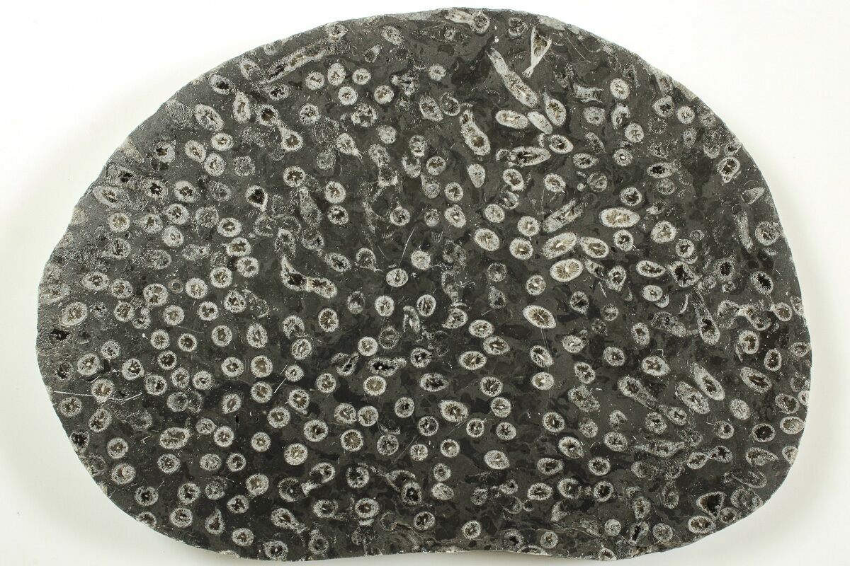6.9" Polished Fossil Coral (Lithostrotion) - England (#207095) For Sale ...