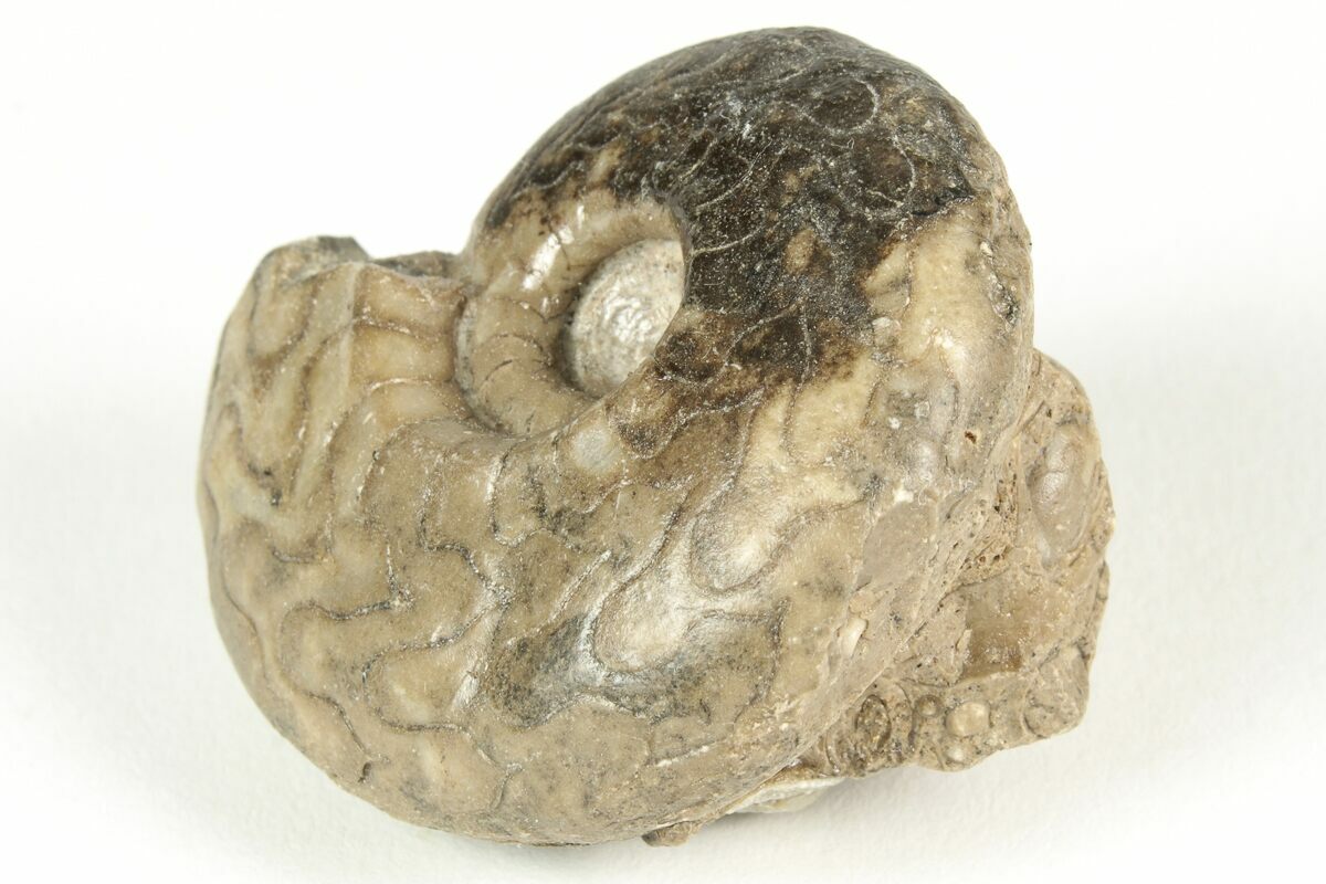 1.8" Permian Ammonite (Uraloceras) Fossil - Russia (#207465) For Sale ...