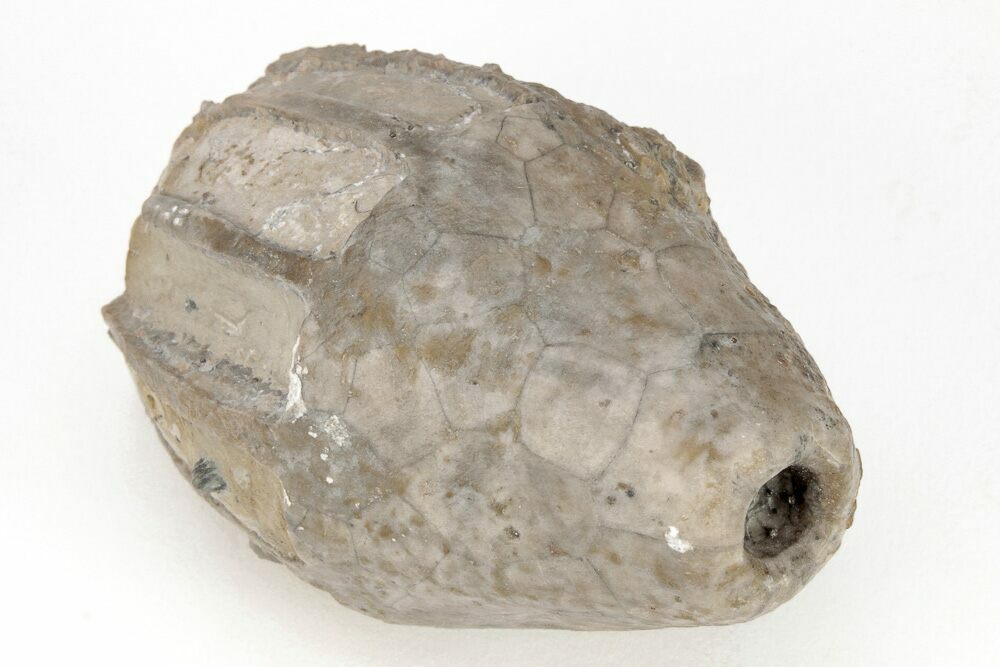 2.4" Fossil Crinoid (Eucalyptocrinites) Crown - Indiana (#208299) For ...