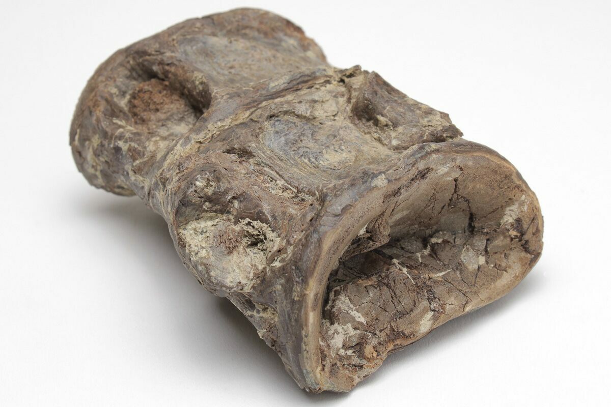 2.9" Fossil Xiphactinus (Cretaceous Fish) Vertebrae - Kansas (#208362 ...